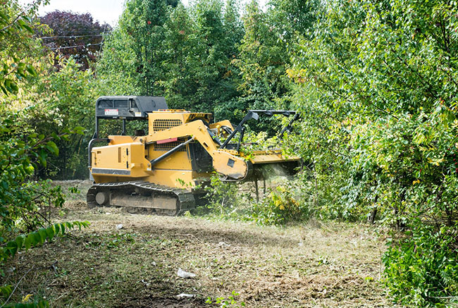 What You Need to Know About Underbrush Removal | Vickery Lawn Service ...