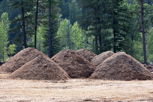 How Forestry Mulching Can Enhance Biodiversity | Vickery Lawn Service ...
